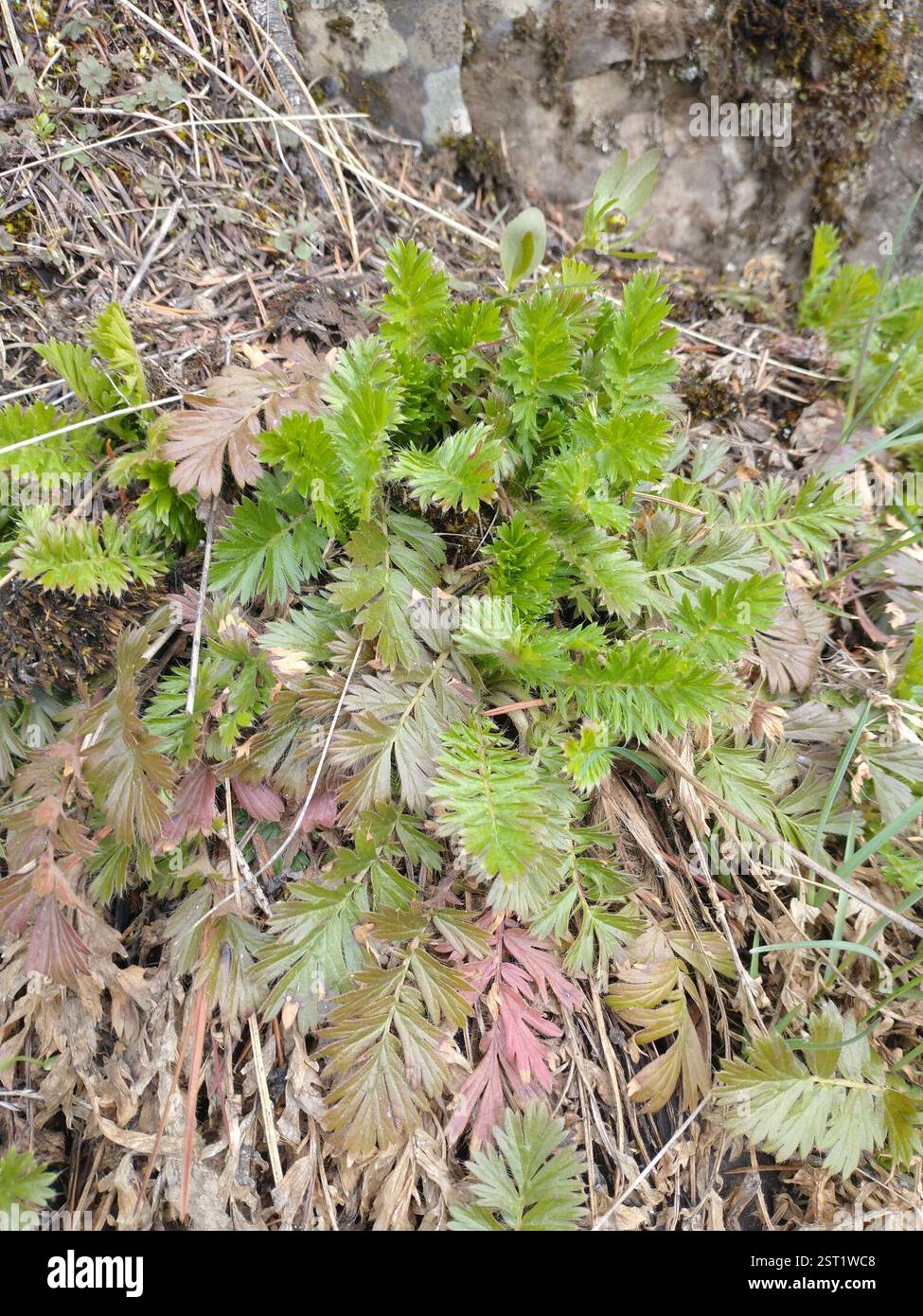 prairie smoke (Geum triflorum), Plantae, La Grande, OR 97850, USA Stock ...