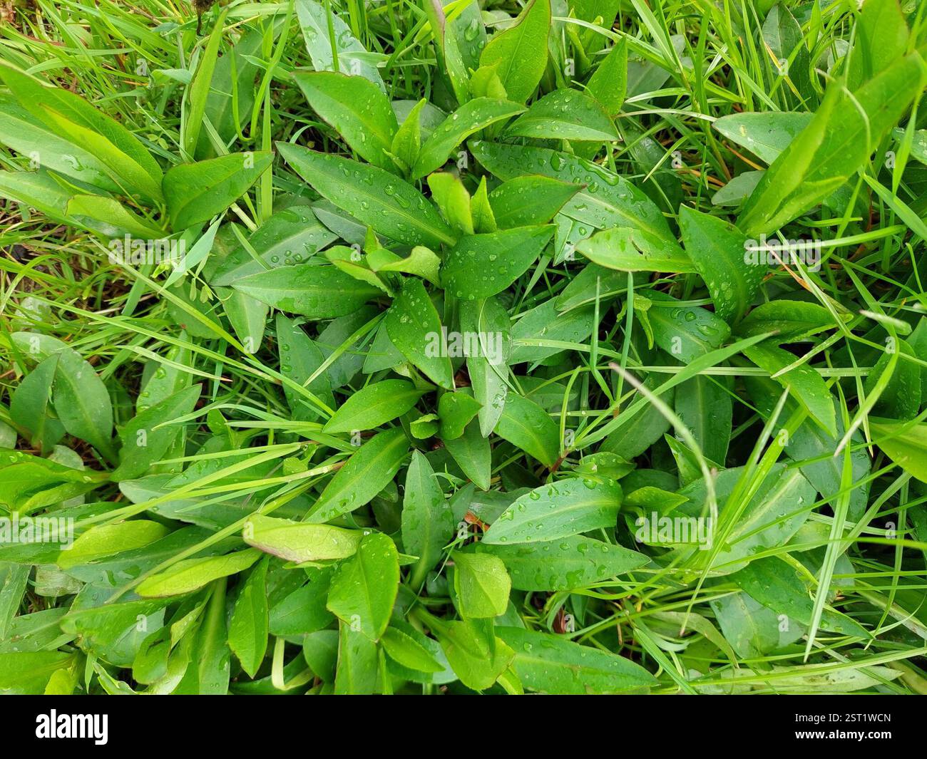 Devil's-bit Scabious (Succisa pratensis), Plantae, Ashby Woulds, UK ...