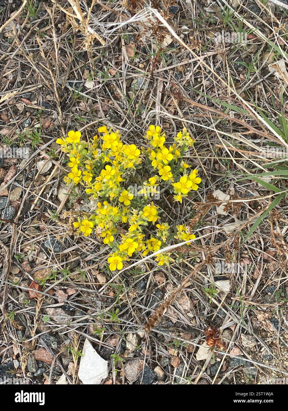 Fendler's bladderpod (Physaria fendleri), Plantae, Lake Pueblo State ...