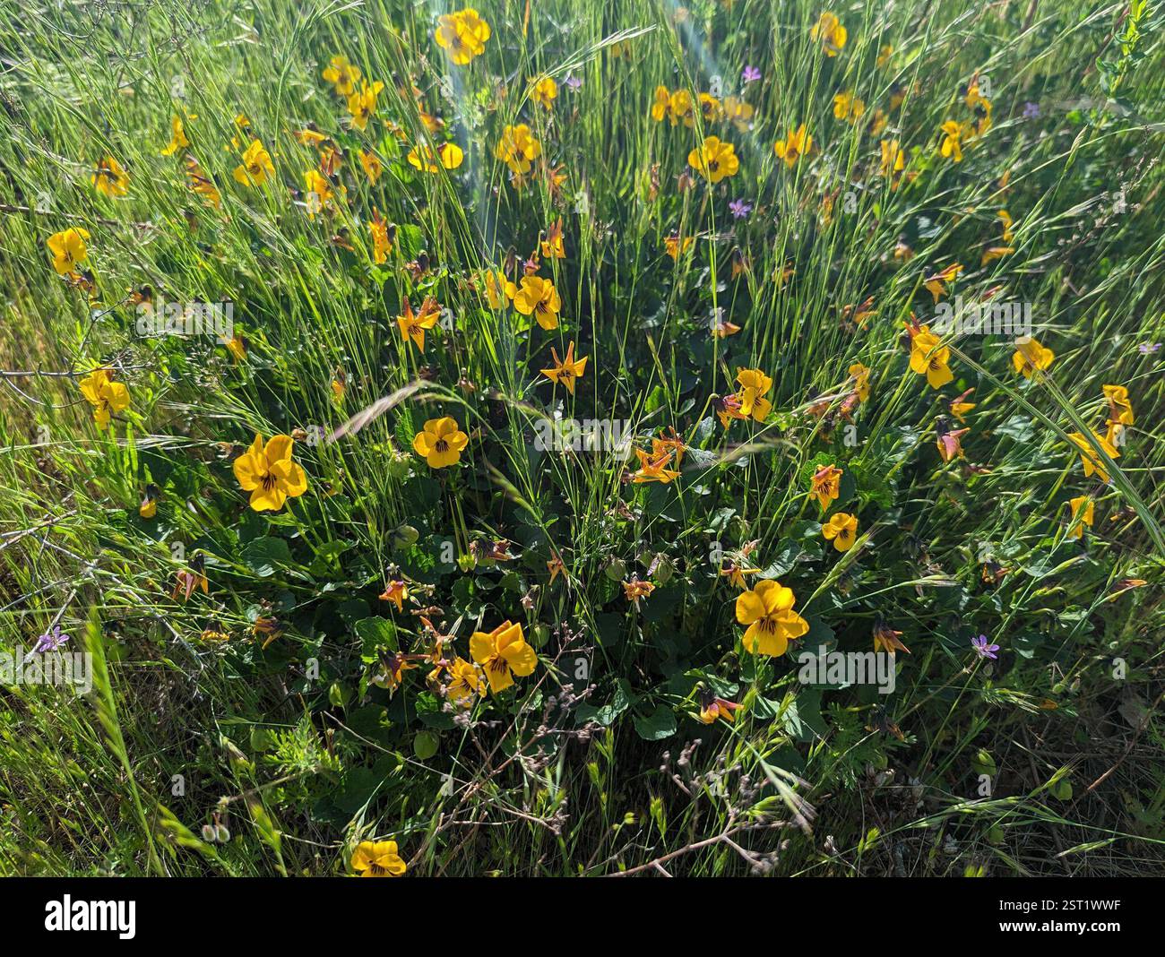 California Golden Violet (Viola pedunculata), Plantae, Joseph D. Grant ...