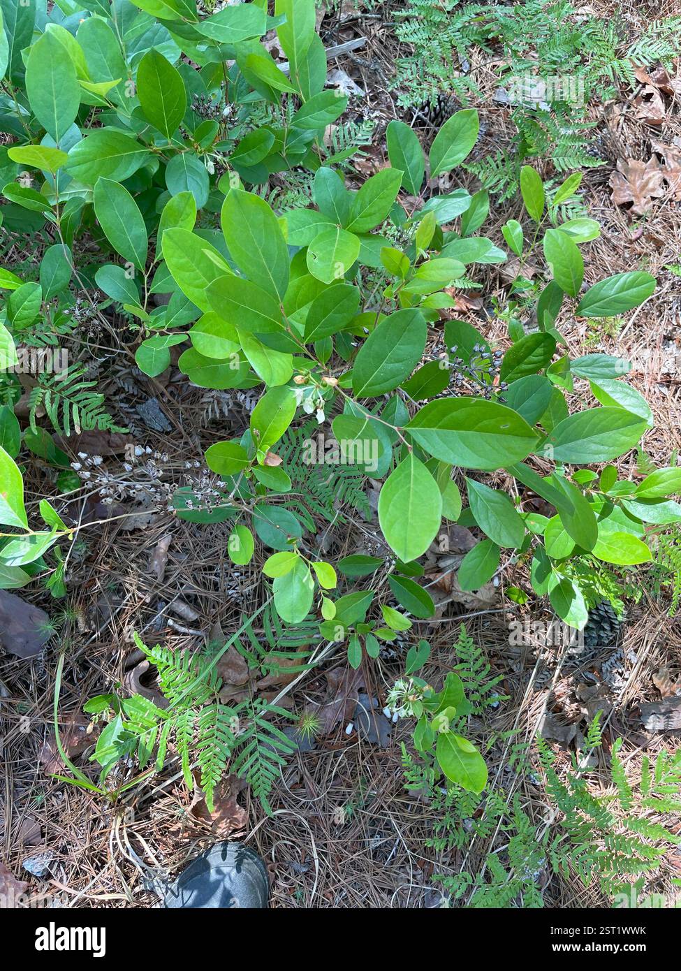 staggerbush (Lyonia mariana), Plantae, Wadesboro, NC, US Stock Photo ...