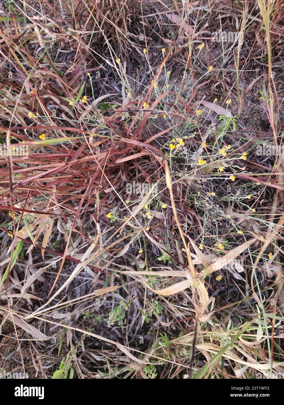 Common Everlasting (Chrysocephalum apiculatum), Plantae, Bouldercombe ...