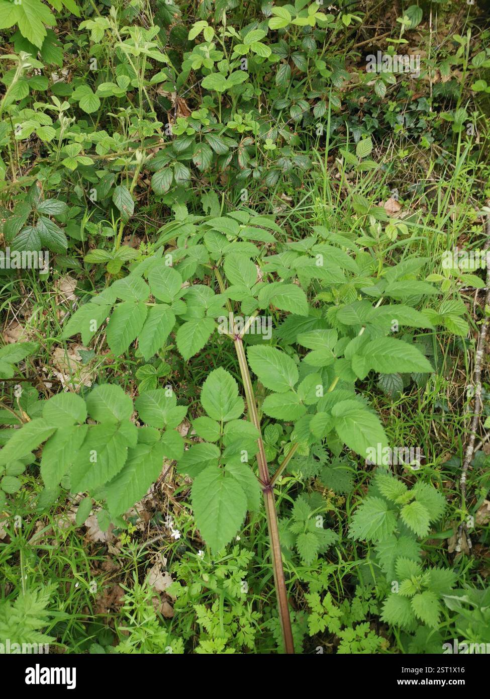 Wild Angelica (Angelica sylvestris), Plantae, Causey Arch Country Park ...