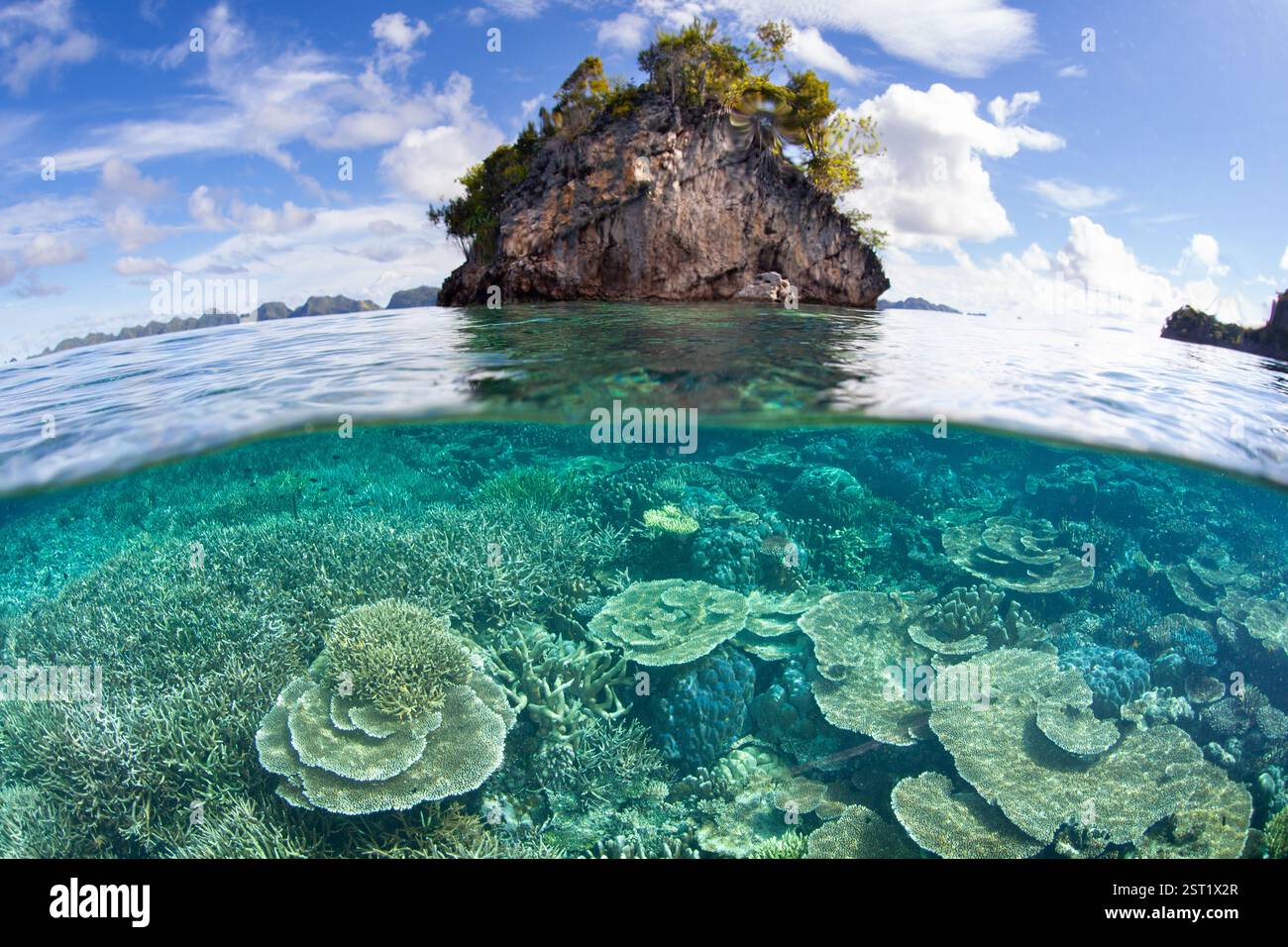 Healthy corals grow on a shallow reef in Raja Ampat, Indonesia. This ...