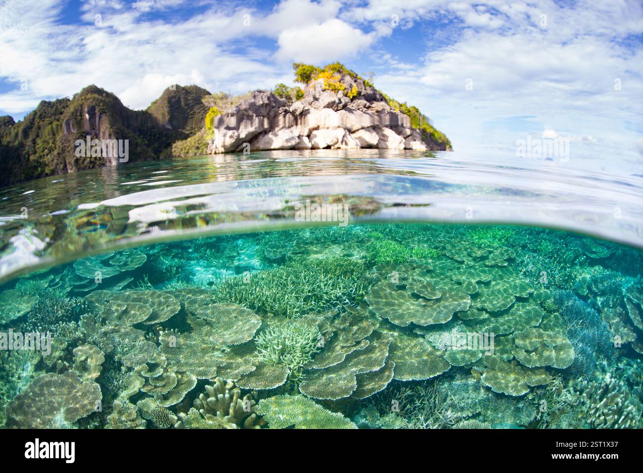 Healthy corals grow on a shallow reef in Raja Ampat, Indonesia. This ...