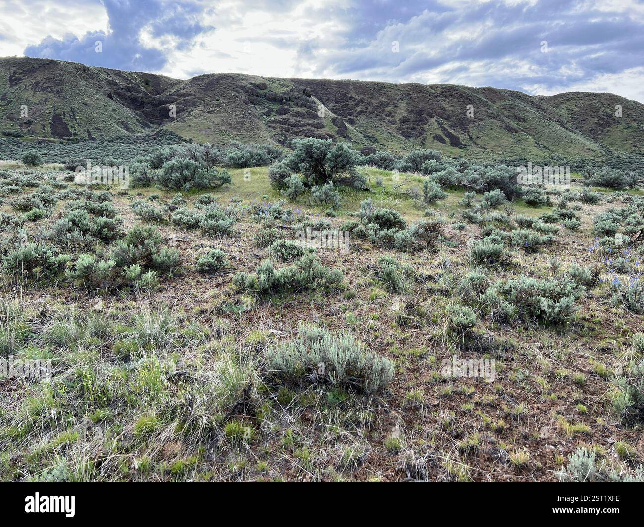 Big Sagebrush (Artemisia tridentata), Plantae, Douglas County, WA, USA ...