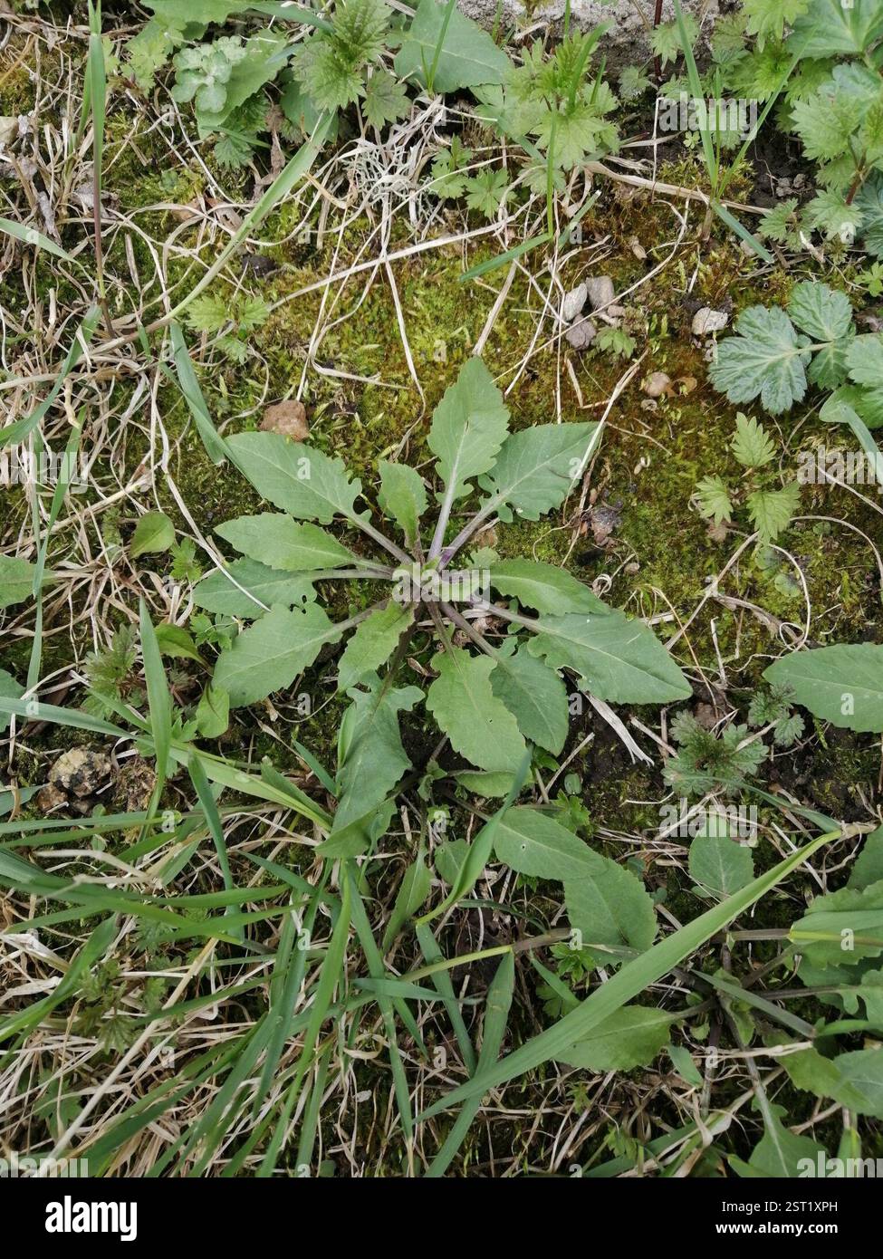 Pendulous rockcress (Catolobus pendulus), Plantae, Октябрьский ...