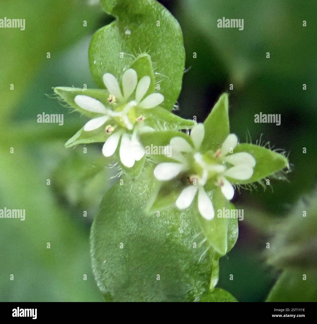 common chickweed (Stellaria media), Plantae, Chatham Islands, Rekohu ...