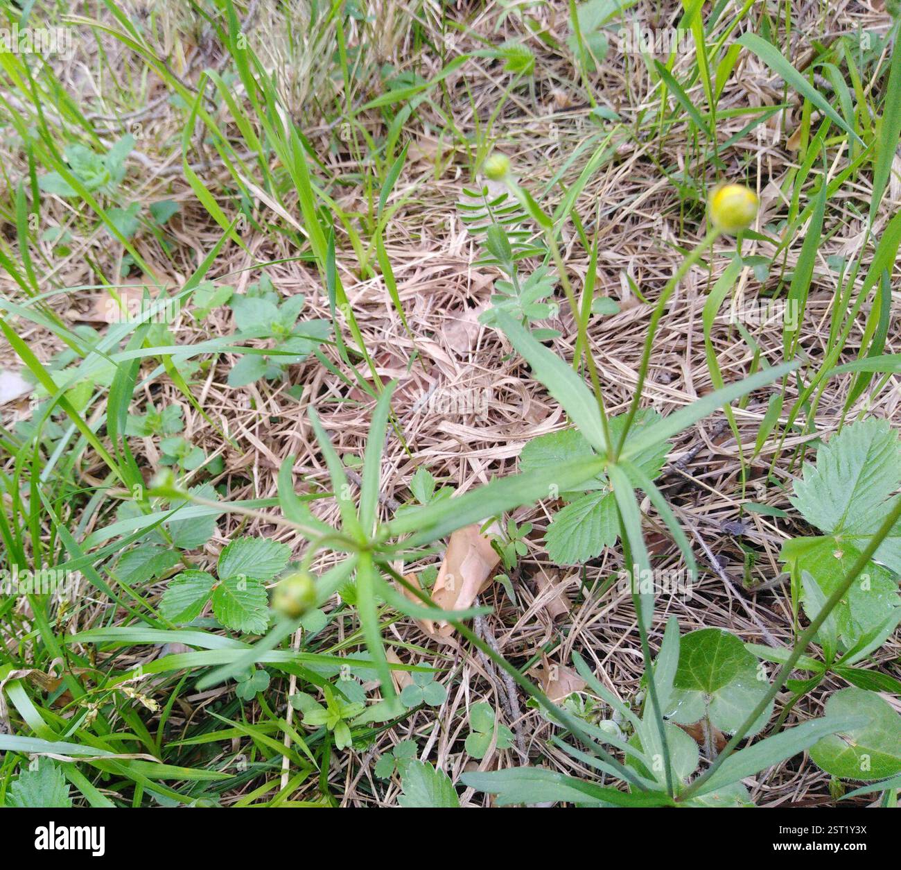 Goldilocks Buttercup (Ranunculus auricomus), Plantae, г. Заречный ...