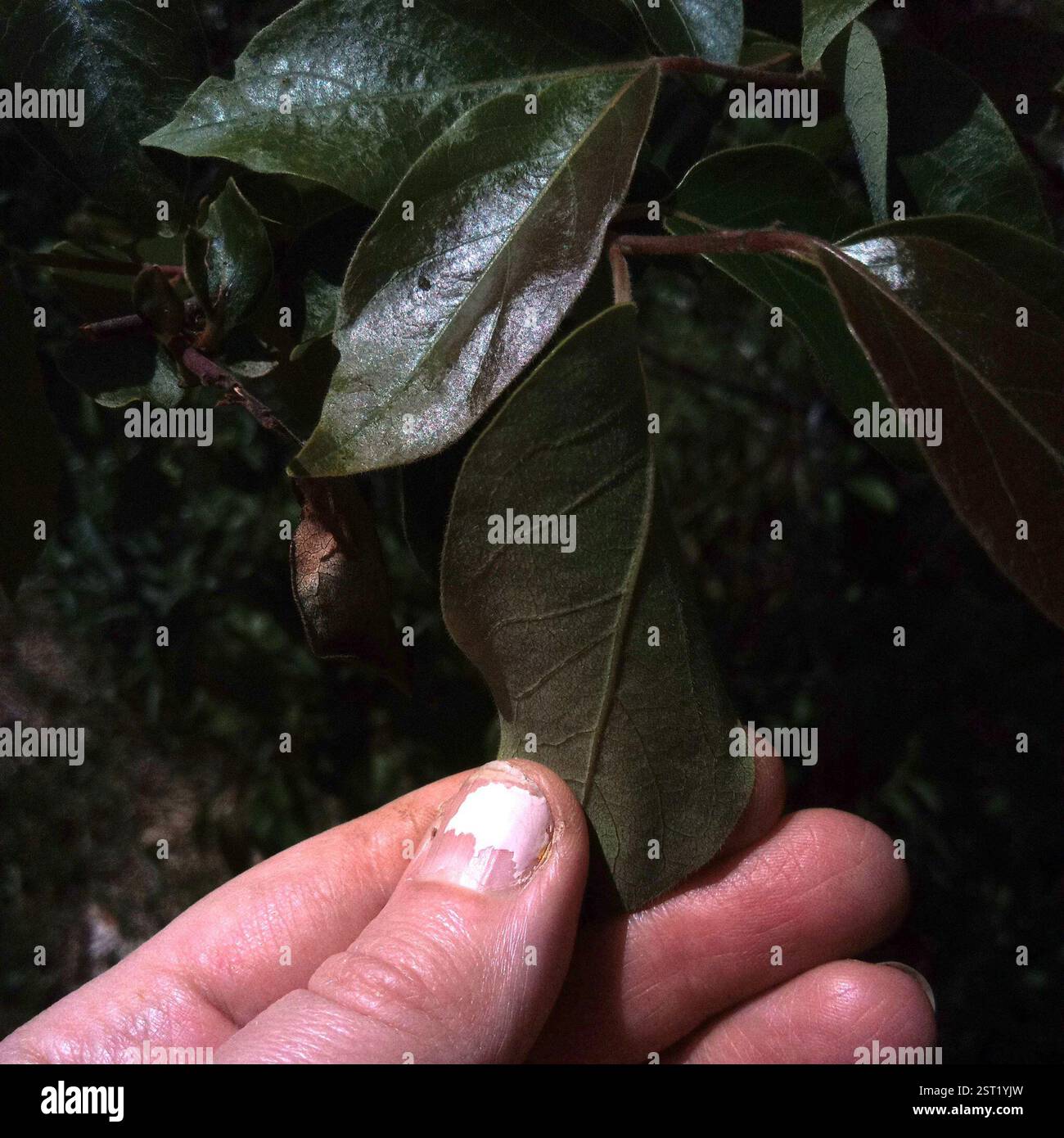 American persimmon (Diospyros virginiana), Plantae, Bahama, NC 27503 ...