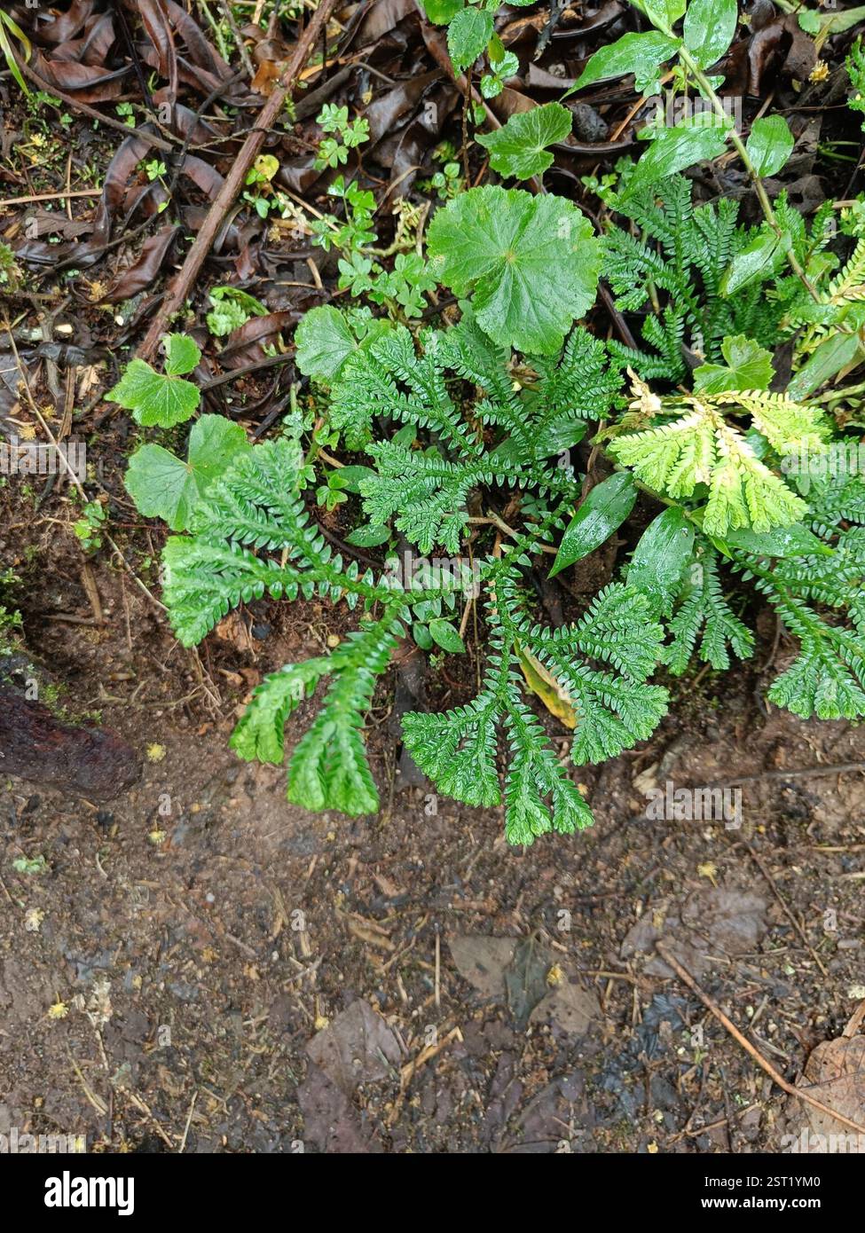 spikemosses (Selaginella), Plantae, Palcazu, 19320, Peru Stock Photo ...
