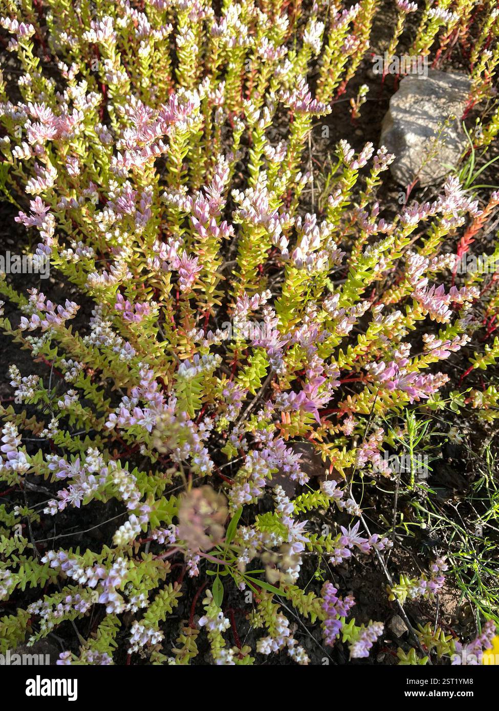 Widow's-cross (Sedum pulchellum), Plantae, Fort Hood, Killeen, TX, US ...