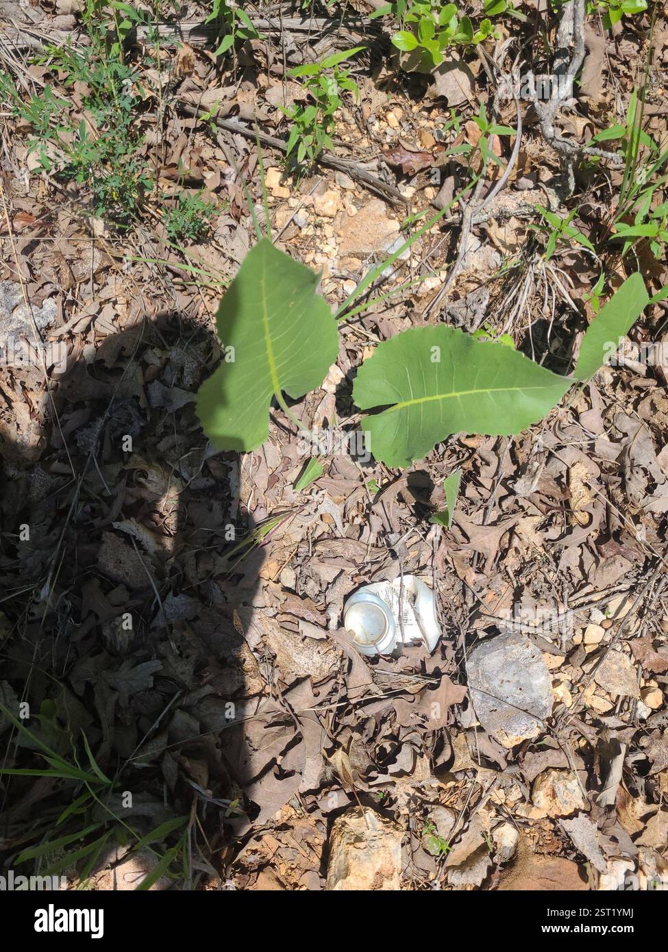 prairie dock (Silphium terebinthinaceum), Plantae, Versailles Stock ...