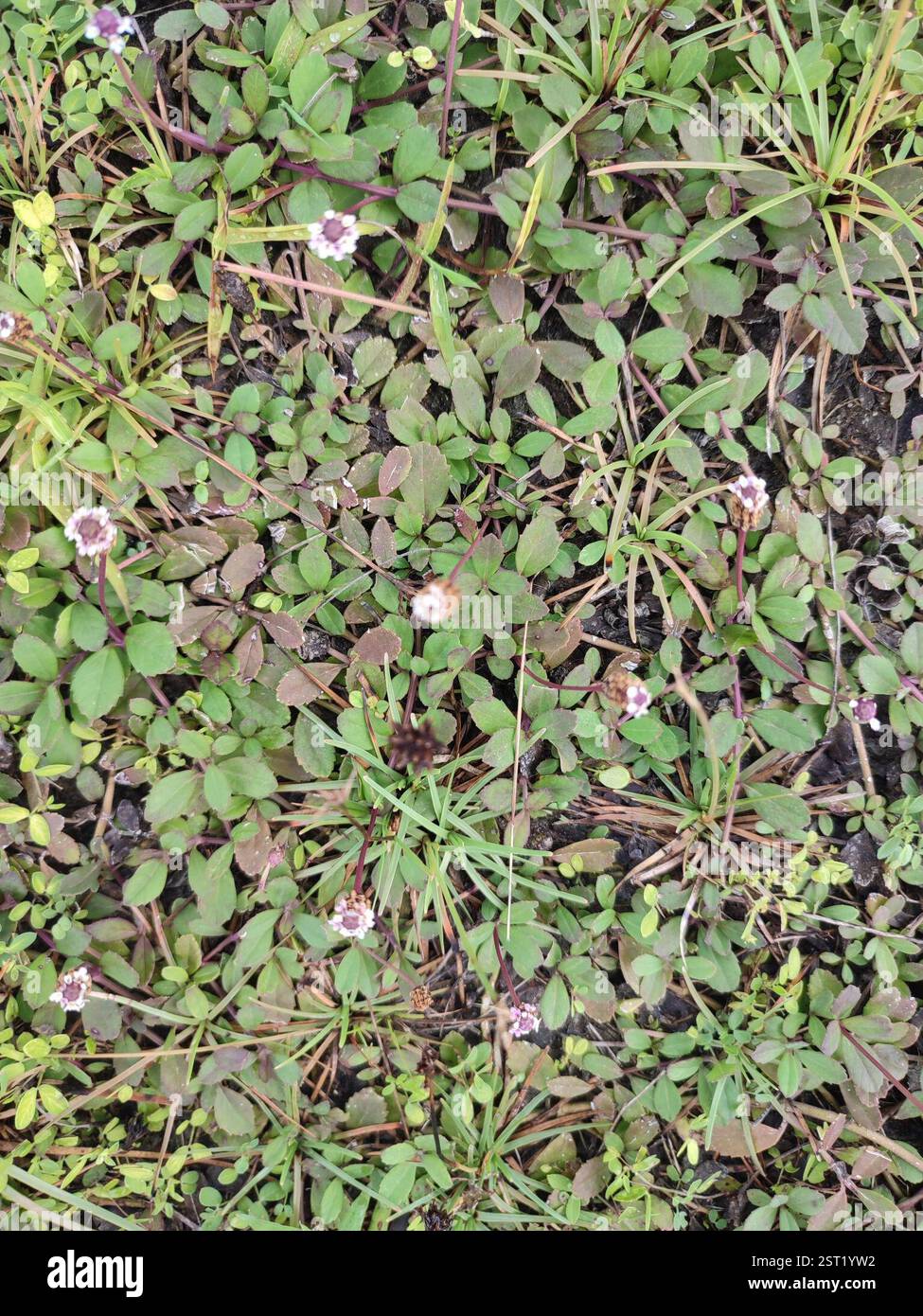 turkey tangle frogfruit (Phyla nodiflora), Plantae, British Indian ...