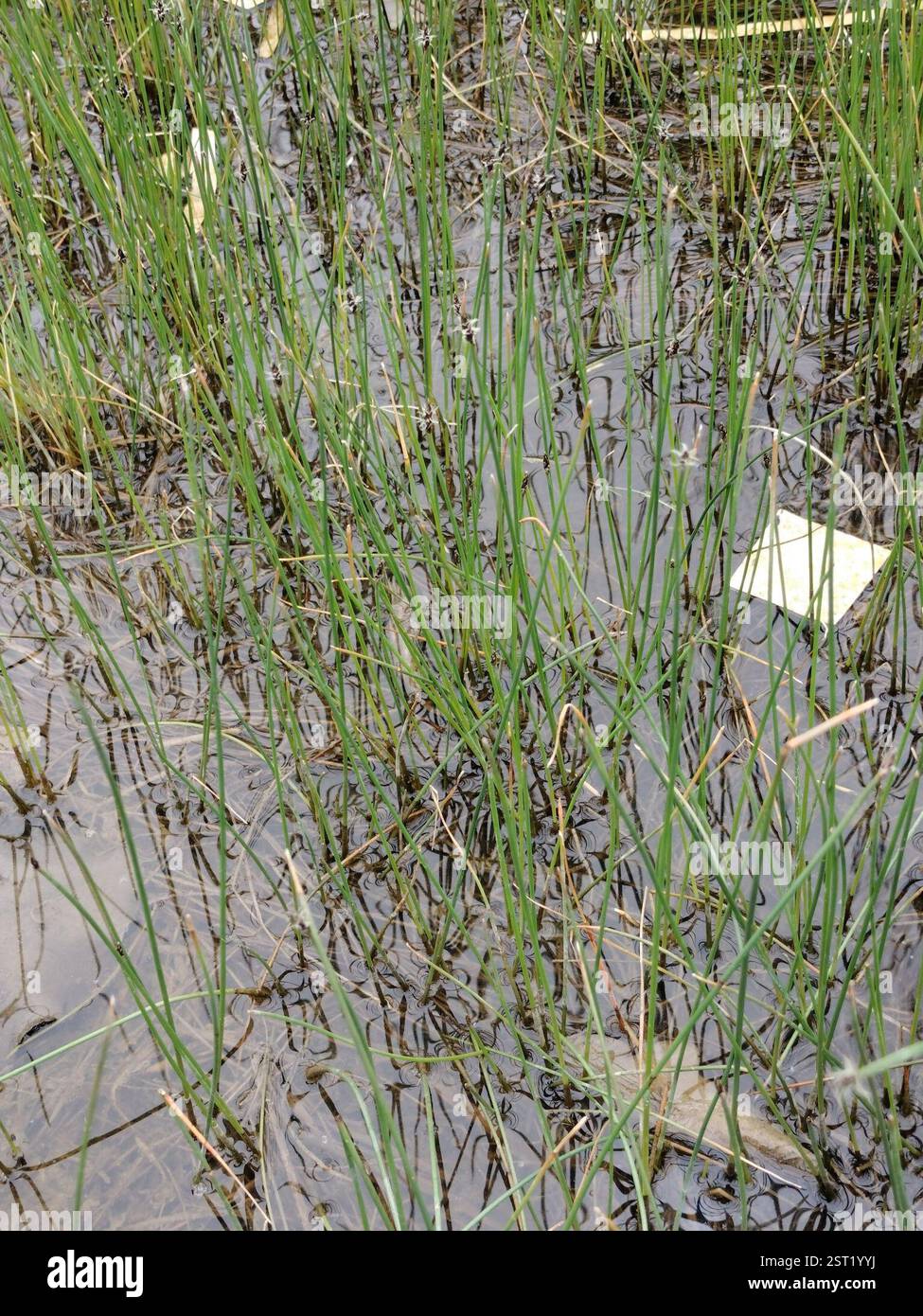 common spikerush (Eleocharis palustris), Plantae, Wisconsin, US Stock ...