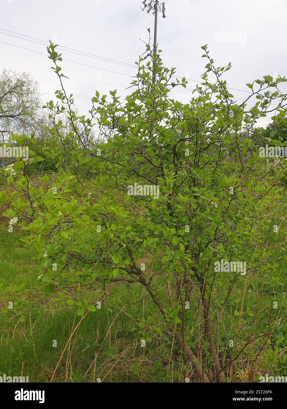 Canadian Hawthorn (Crataegus canadensis), Plantae, Laval, QC, Canada ...