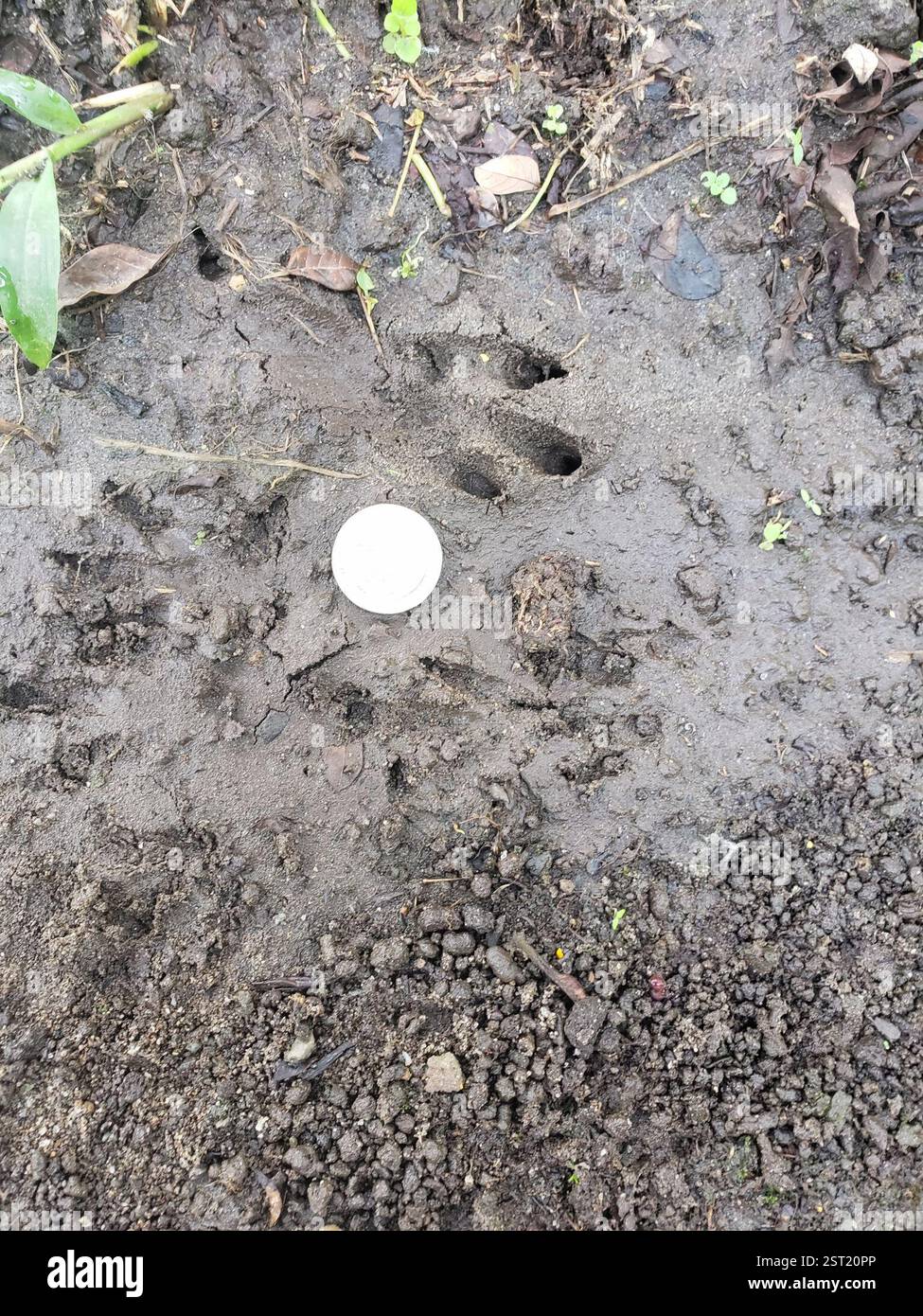 Mammals (Mammalia), Mammalia, Kilómetro 6 Vía El Edén - Armenia ...