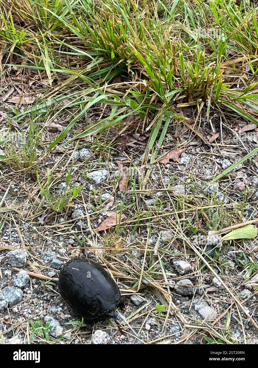 Eastern Mud Turtle (Kinosternon subrubrum), Reptilia, Big Oak Rd ...