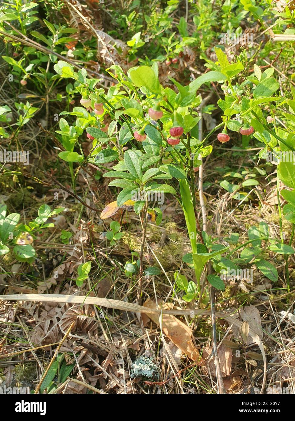 common bilberry (Vaccinium myrtillus), Plantae, 147 43 Tumba, Sverige ...
