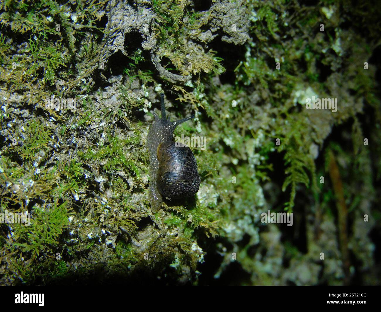 (Caryodes dufresnii), Mollusca, Truganini Track, Taroona TAS 7053 ...