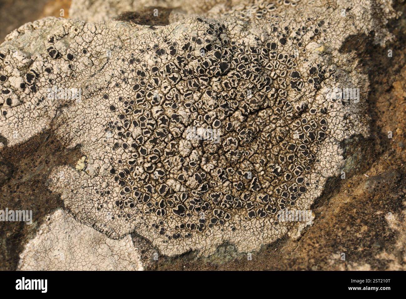 Black-eye Lichen (Tephromela atra), Fungi, Penrhos Coastal Park, London ...