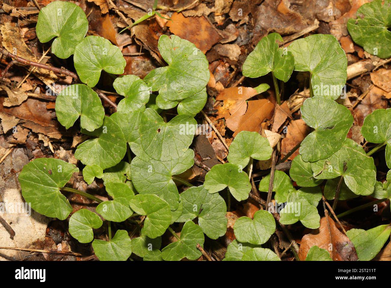lesser celandine (Ficaria verna), Plantae, Norton Priory, Tudor Road ...