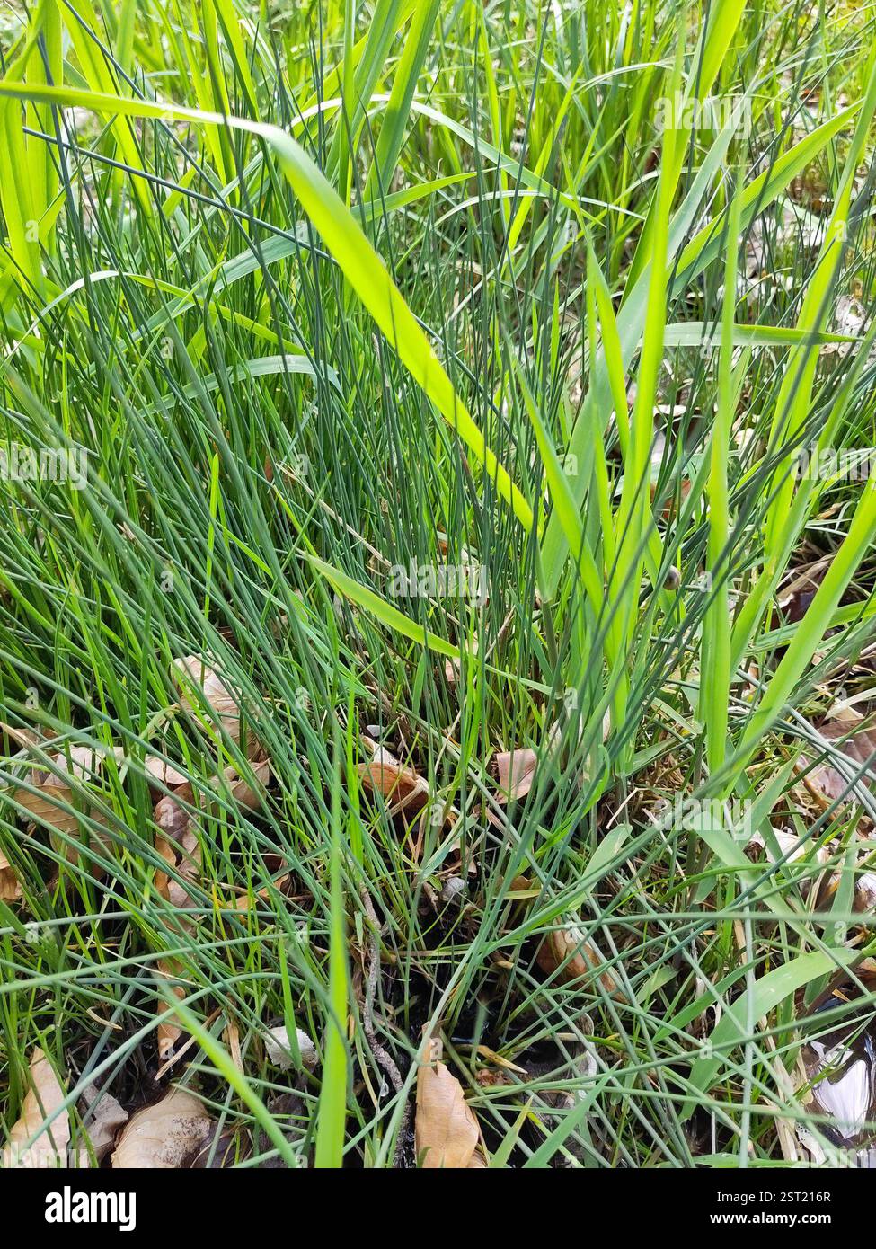 Hard Rush (Juncus inflexus), Plantae, Amstetten, Austria Stock Photo ...