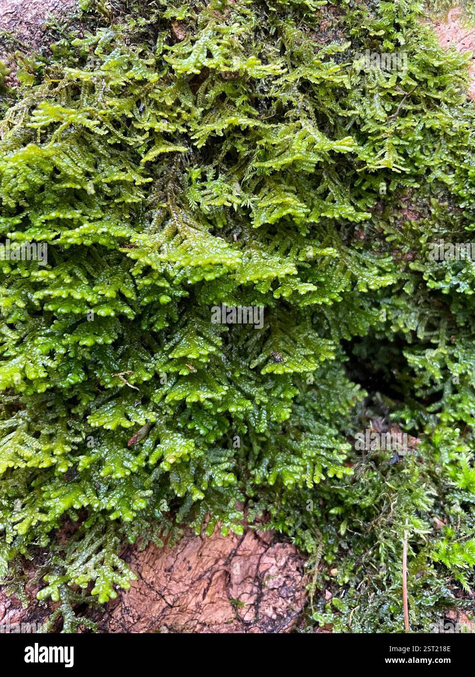 leafy liverworts (Jungermanniidae), Plantae, A827, Aberfeldy, Scotland ...