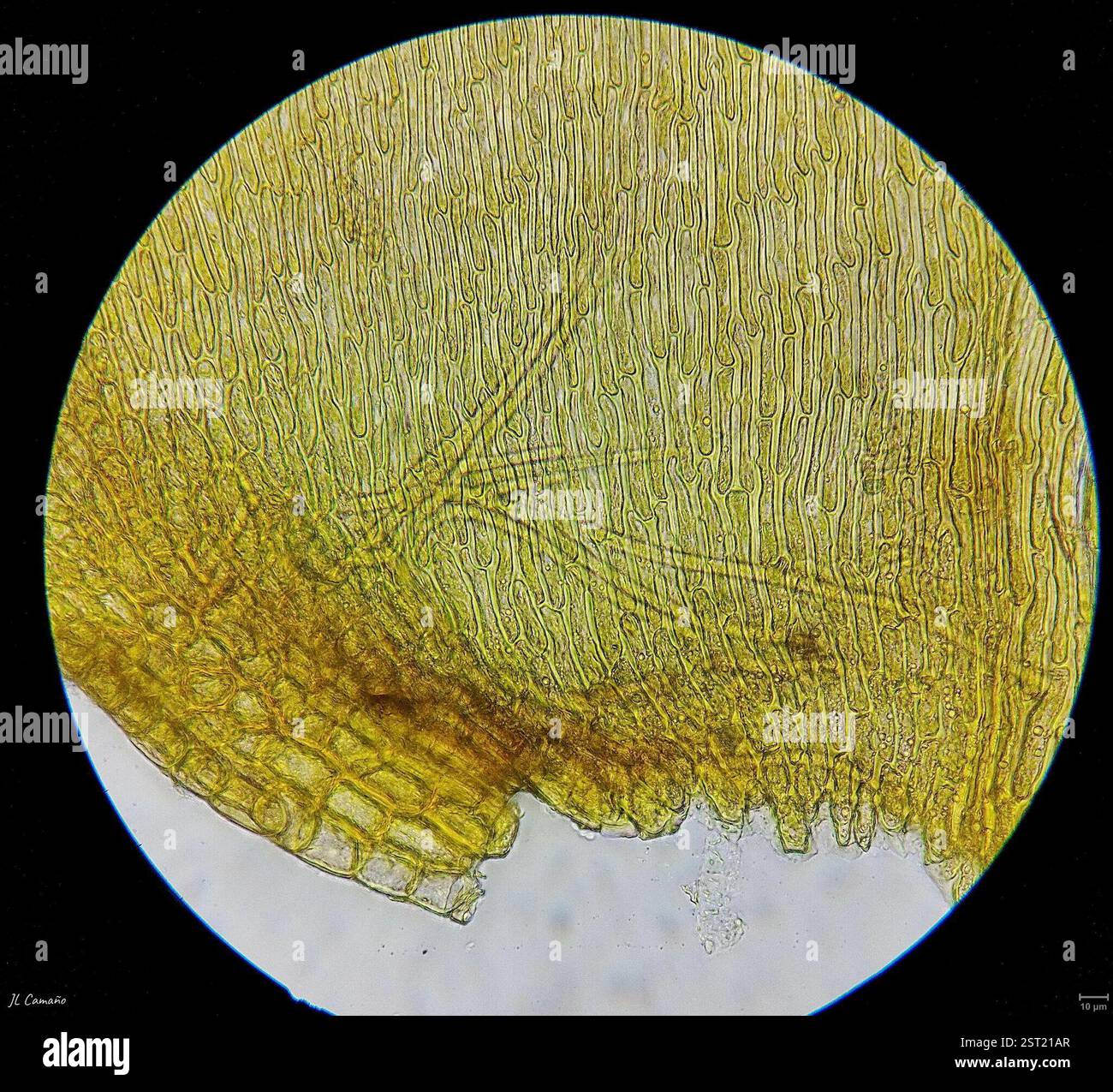 Dull Starry Feather-moss (Campylium protensum), Plantae, A Coruña ...