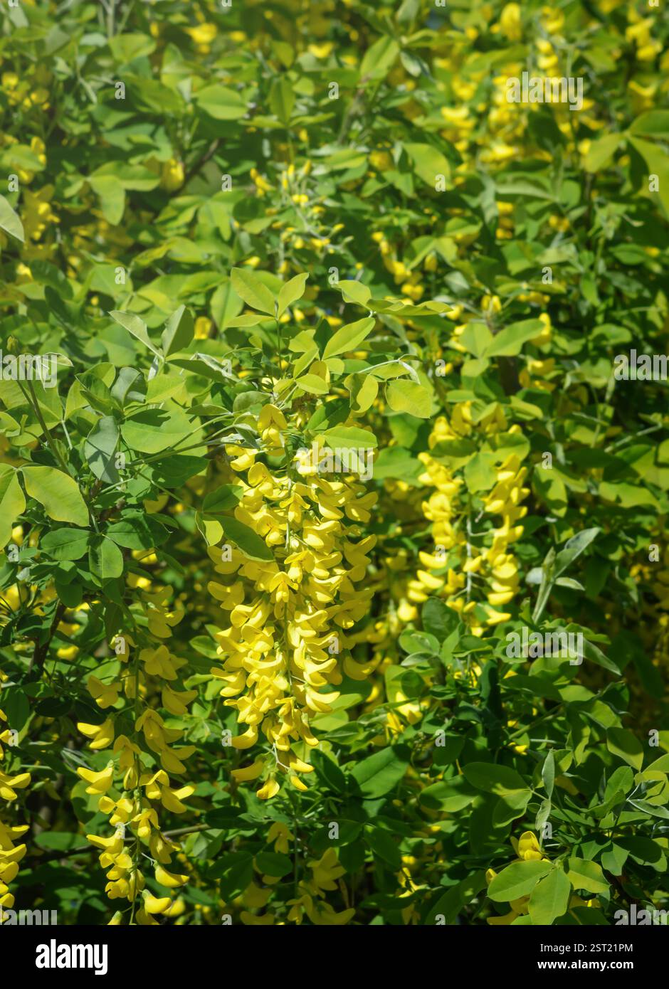 Yellow wisteria hi-res stock photography and images - Alamy