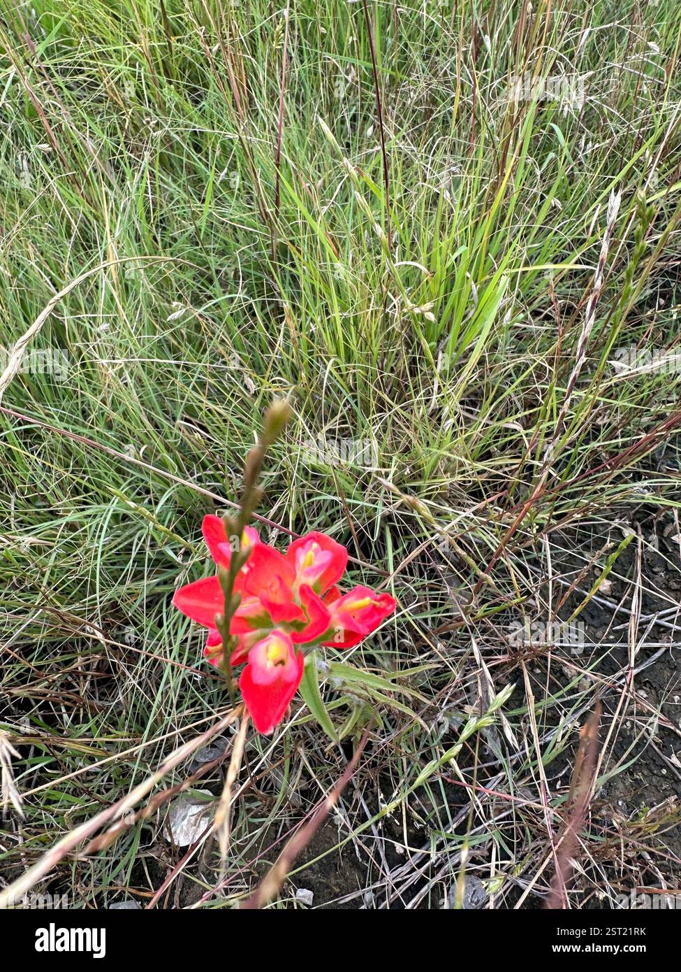 Texas Paintbrush (Castilleja indivisa), Plantae, Lewisville, TX, US ...