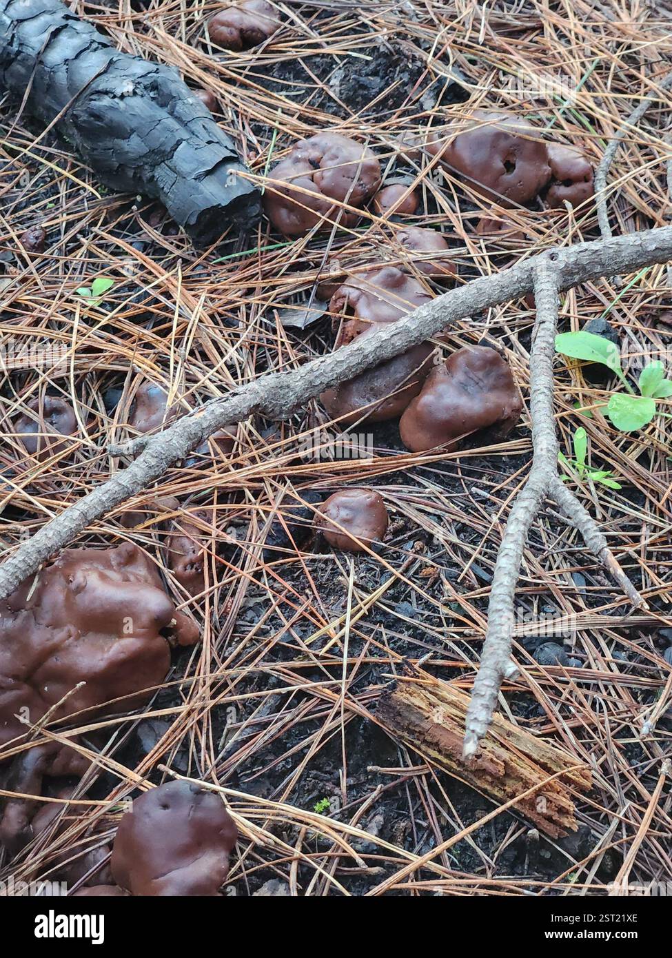 Doughnut Fungus (Rhizina undulata), Fungi, Woodend Beach Stock Photo ...