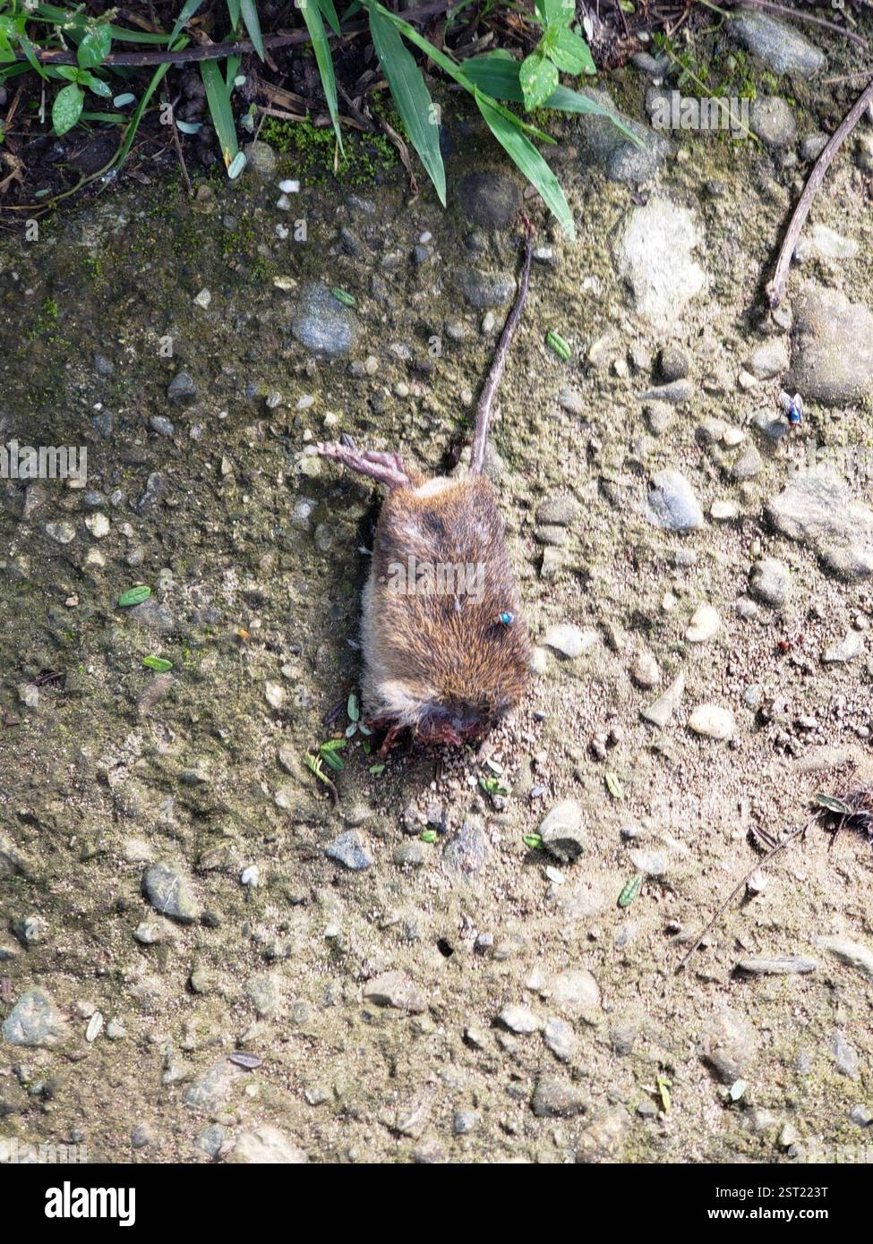 Old World Mice and Rats (Muridae), Mammalia, Betulia, La Tebaida ...