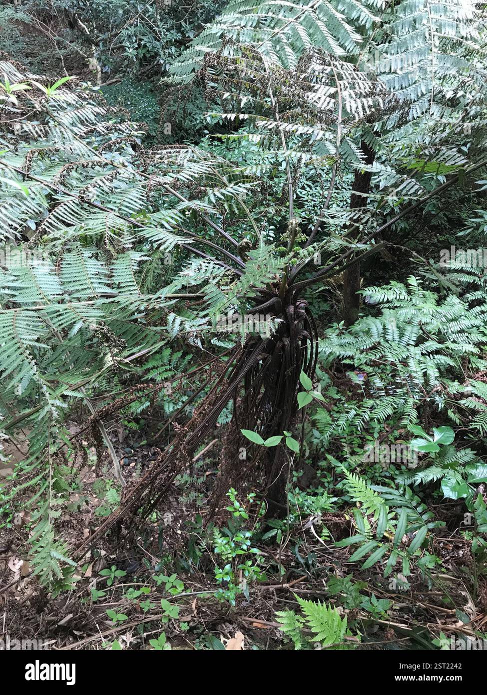 Spiny Tree Fern (Alsophila spinulosa), Plantae, Satsumasendai ...