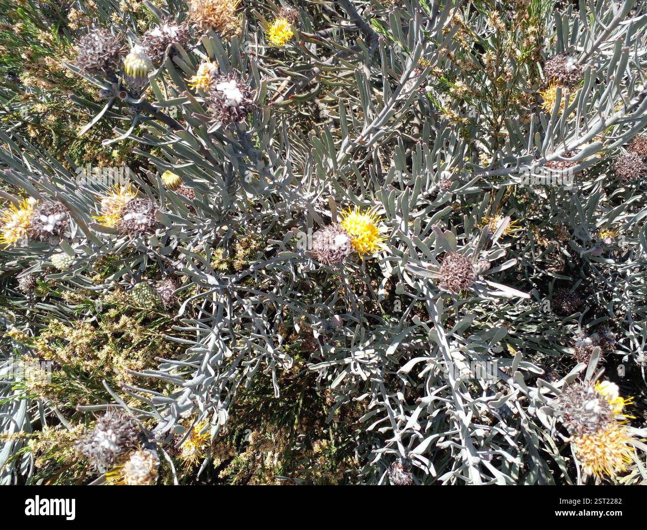 Sandveld Snakestem Pincushion (Leucospermum hypophyllocarpodendron ...