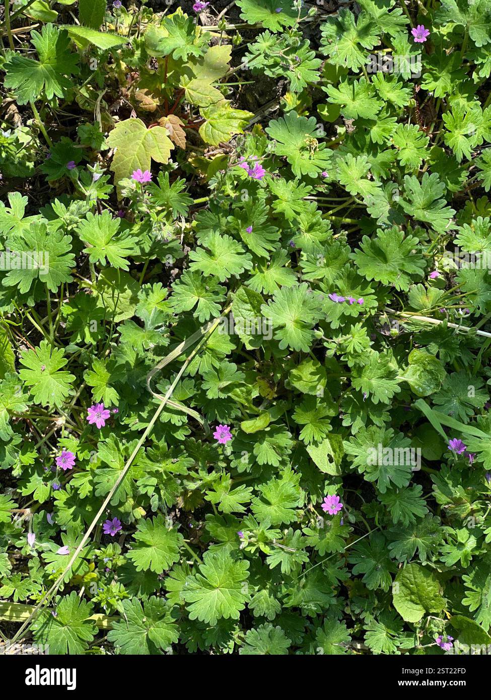 Dove's-foot crane's-bill (Geranium molle), Plantae, The Bungalow ...