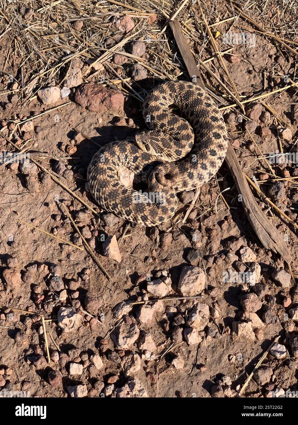 Mexican hognose snake hi-res stock photography and images - Alamy