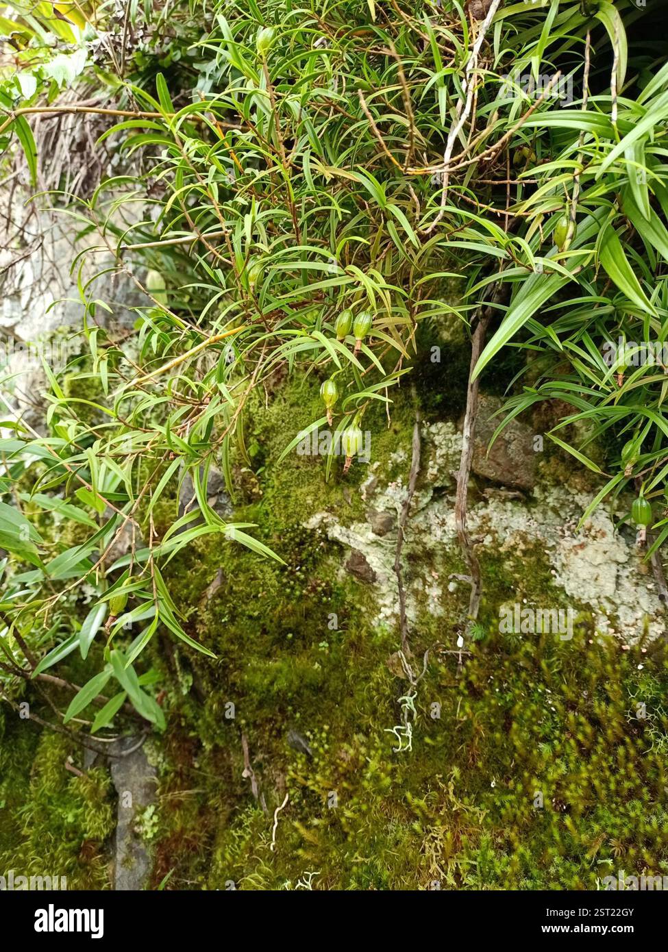 Dendrobium cunninghamii dendrobium cunninghamii hi-res stock ...