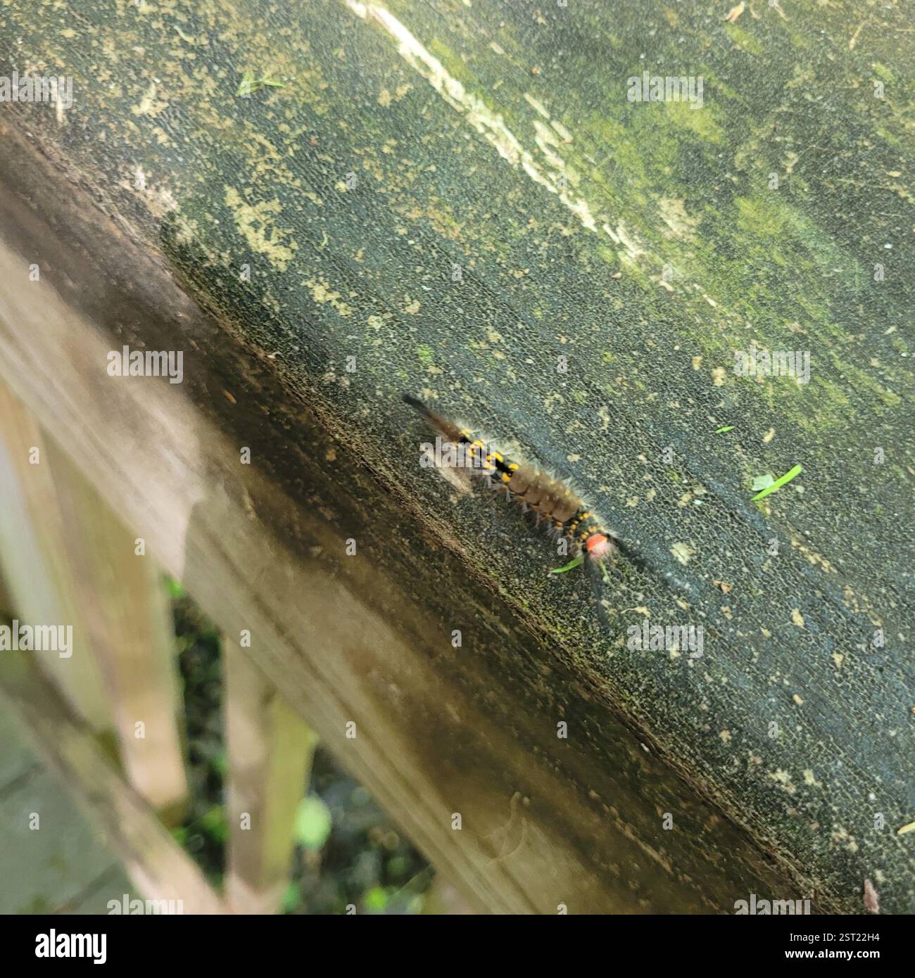 Fir Tussock Moth (Orgyia detrita), Insecta, Great Dismal Swamp National ...