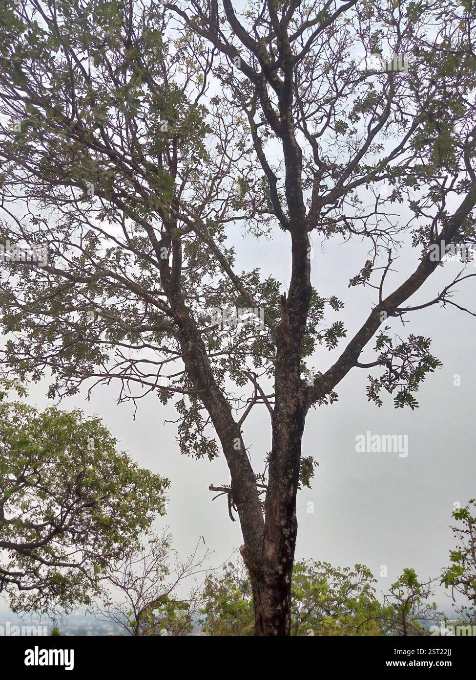 Especies de plantas hi-res stock photography and images - Alamy