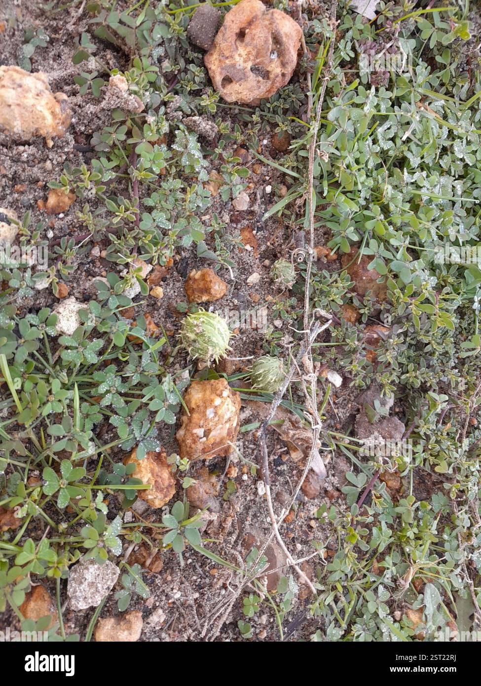 paddy melon (Cucumis myriocarpus), Plantae, Cape Farms, Cape Town ...