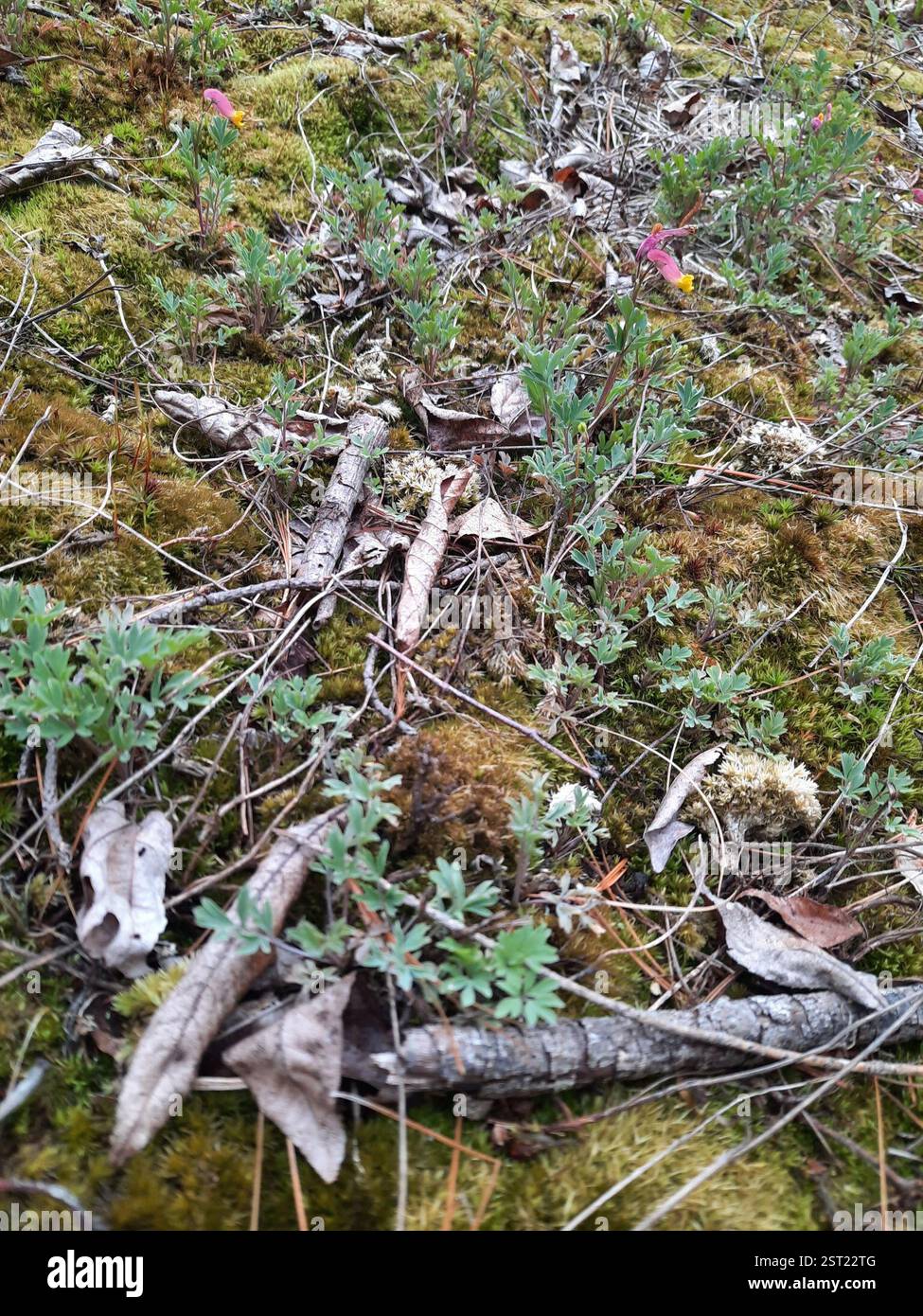 rock harlequin (Capnoides sempervirens), Plantae, Poughquag, NY 12570 ...