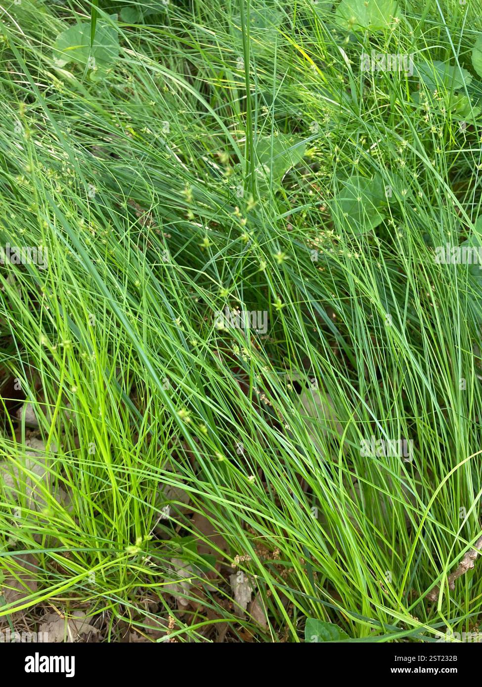bracted sedge (Carex radiata), Plantae, Poplar St, Norwalk, CT, US ...