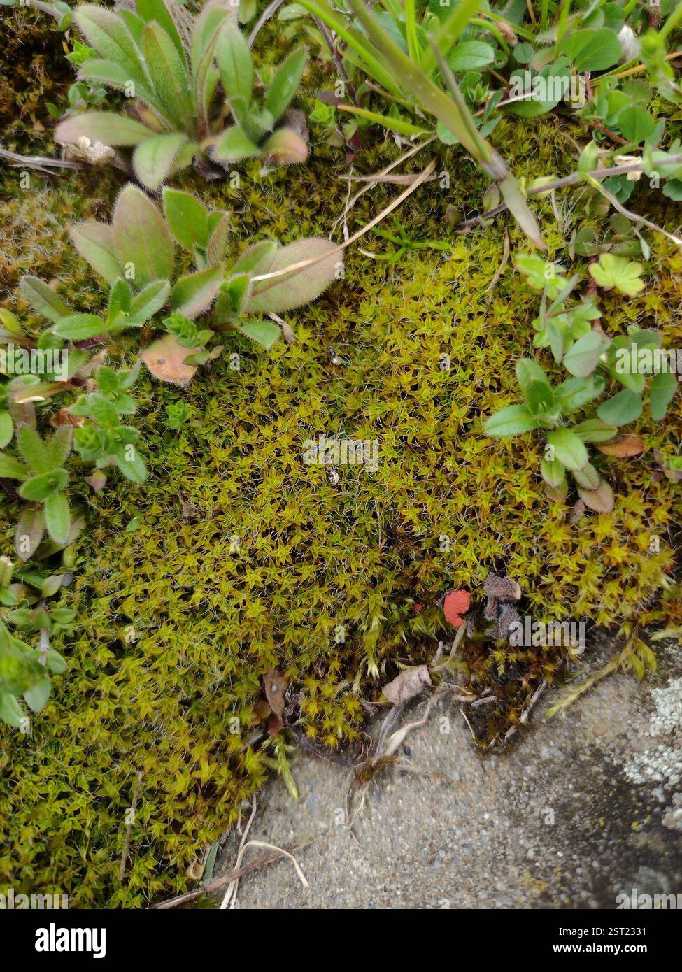Star Moss (Syntrichia ruralis), Plantae, Sułoszowa, Polska Stock Photo ...