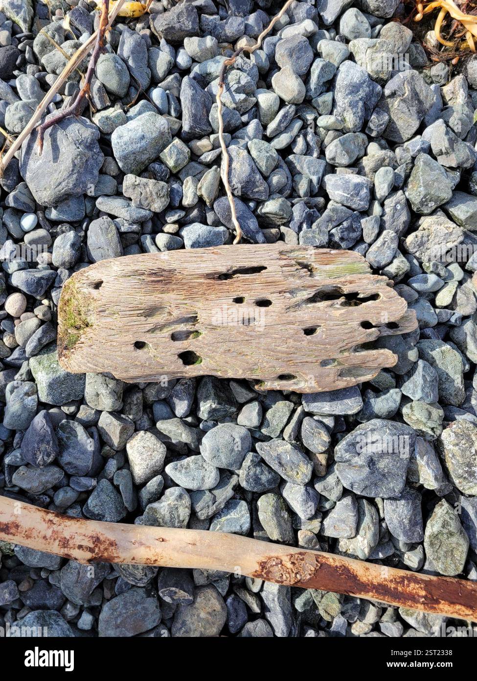 Shipworms (Teredinidae), Mollusca, Oak Bay, BC, Canada Stock Photo - Alamy