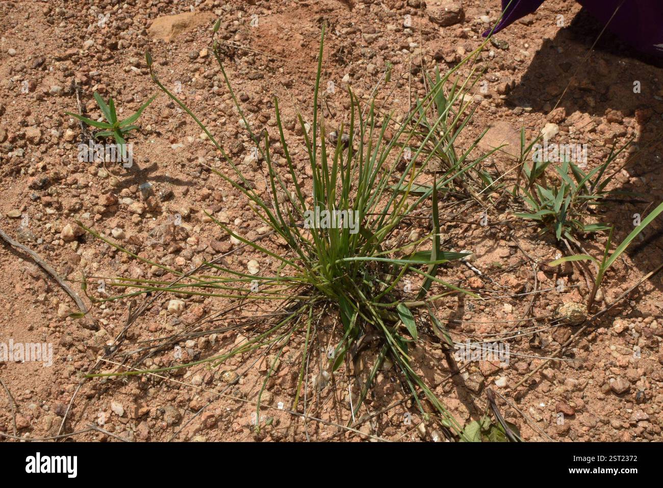 Chinese Fringe Lily (Thysanotus chinensis), Plantae, 中国广东省阳江市阳西县 Stock ...