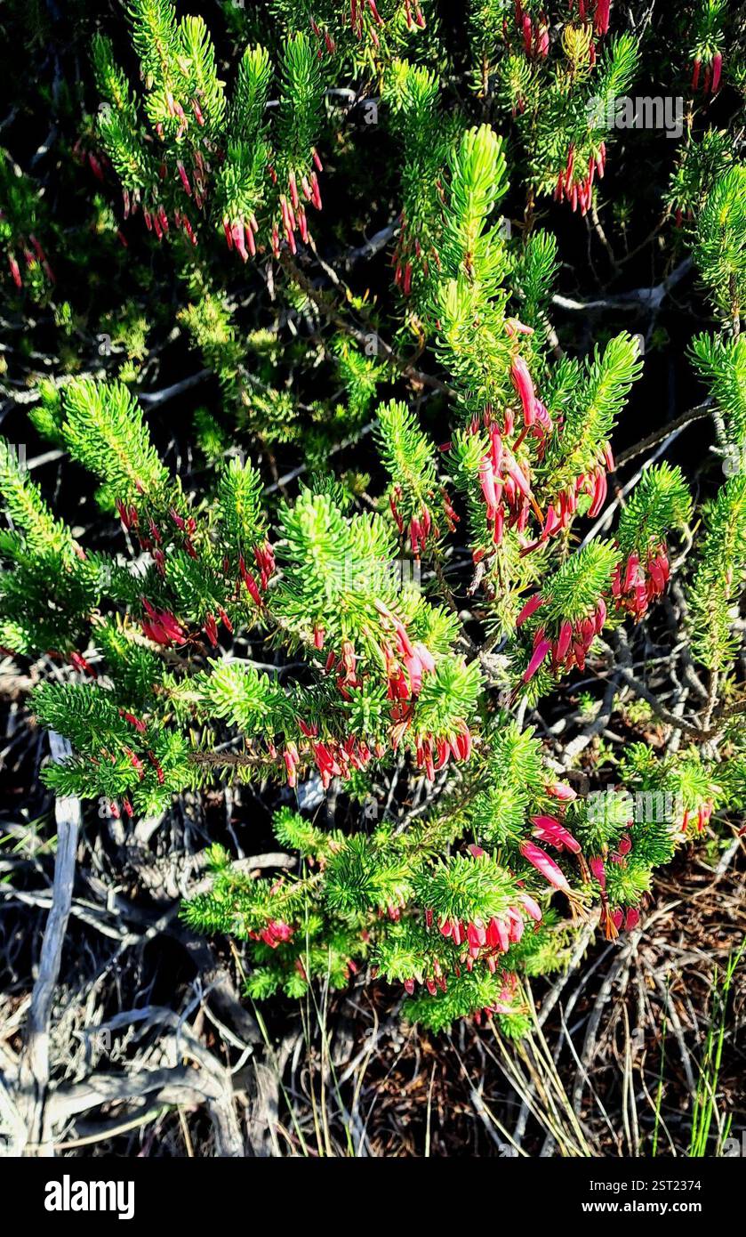 Browntongue Hangertjie (Erica plukenetii plukenetii), Plantae ...