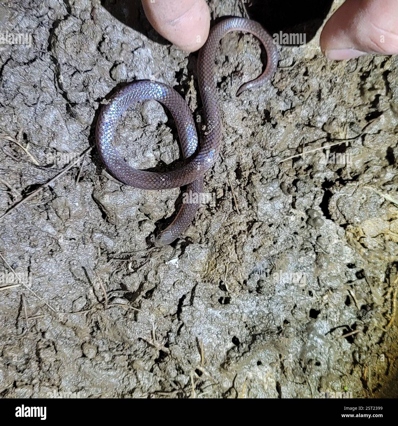 Common Wormsnake (Carphophis amoenus), Reptilia, North Carolina, US ...