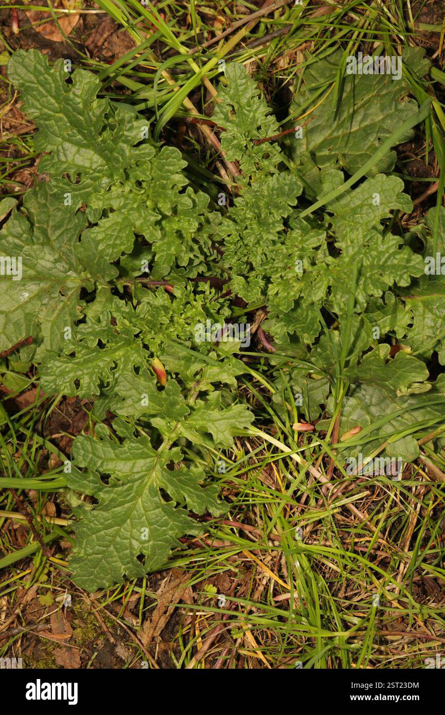 ragwort (Jacobaea vulgaris), Plantae, Sefton Park, Mossley Hill Drive ...