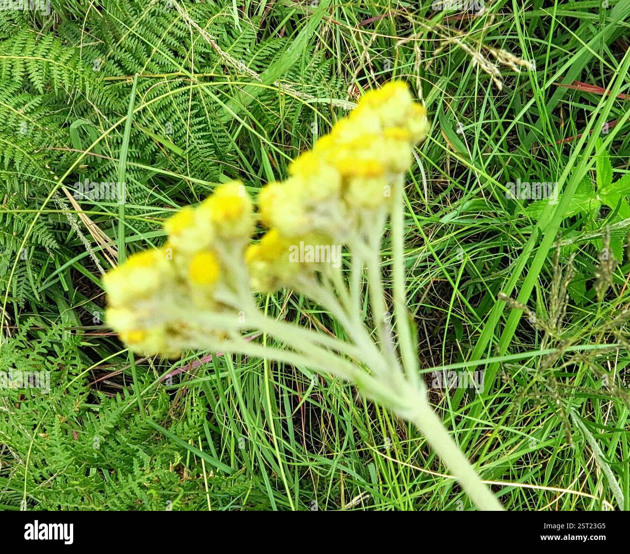 Cape Gold Everlasting (Helichrysum splendidum), Plantae, uThukela ...